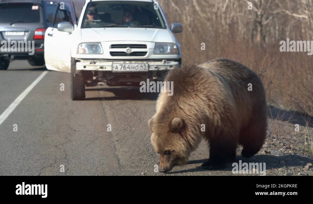 Wild hungry brown bear walking on road and begs for human food from ...