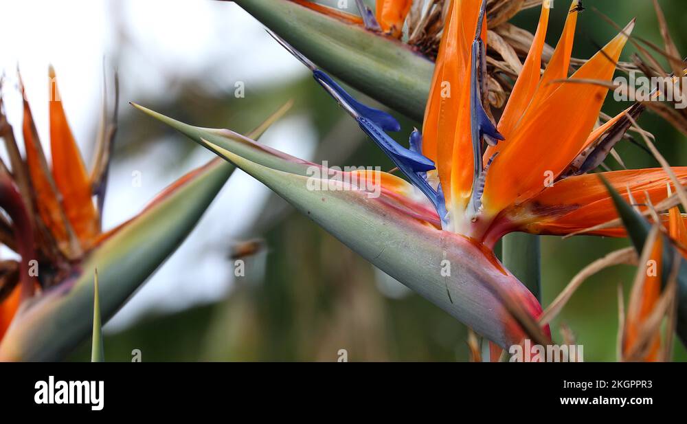 Strelitzia strelitzia reginae yellow blossom Stock Videos & Footage ...
