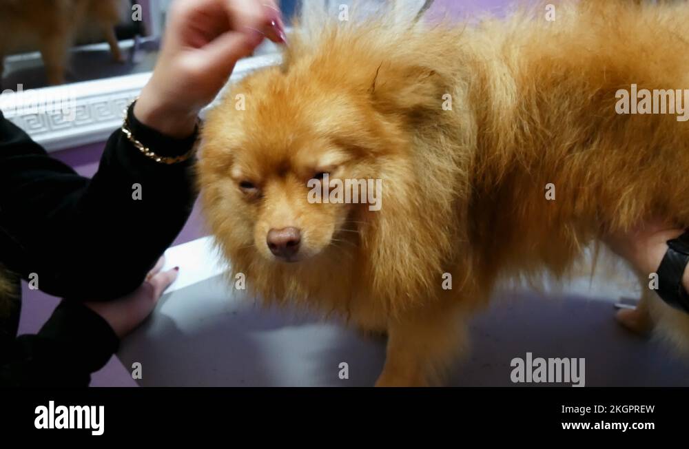 Spitz dog cut Stock Videos & Footage - HD and 4K Video Clips - Alamy