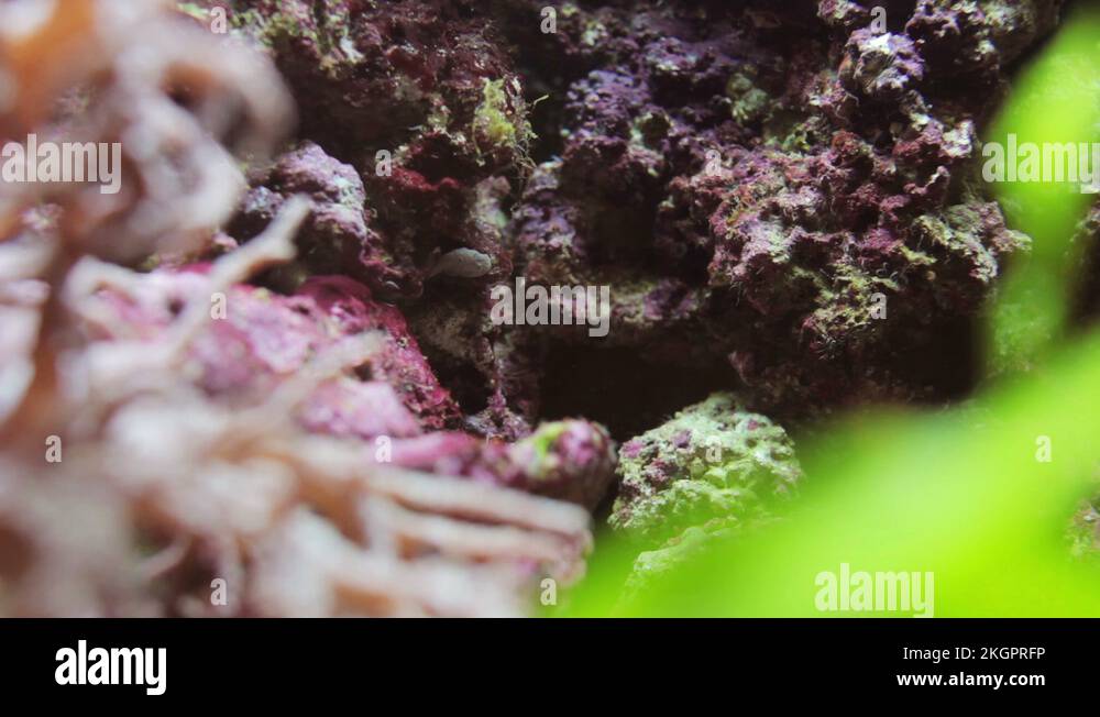 Do not disturb marine wildlife Stock Videos & Footage - HD and 4K Video ...