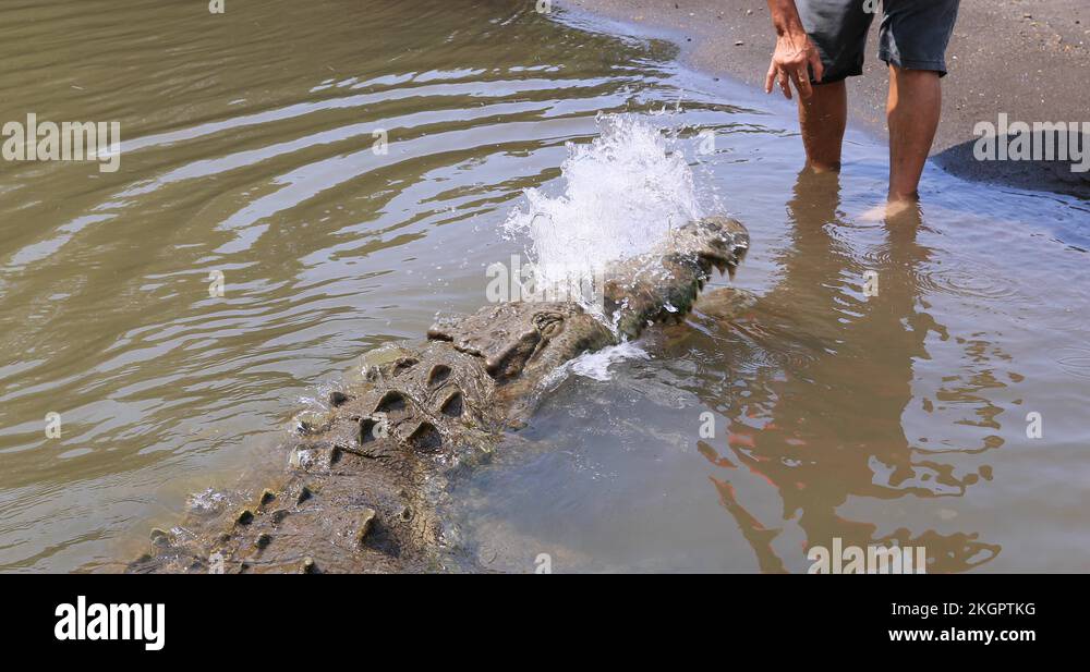 Man eating crocodile Stock Videos & Footage - HD and 4K Video Clips - Alamy