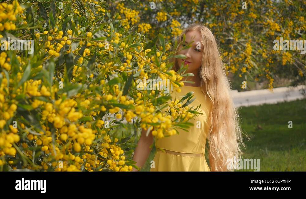Golden wattle trees australia Stock Videos & Footage - HD and 4K Video ...