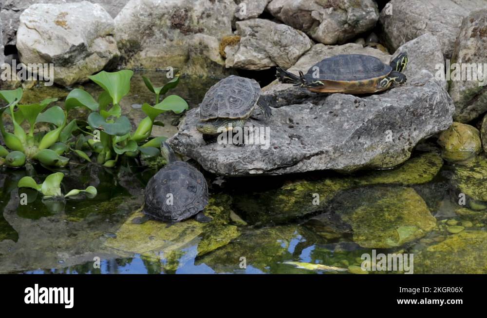 Lazy turtles Stock Videos & Footage - HD and 4K Video Clips - Alamy