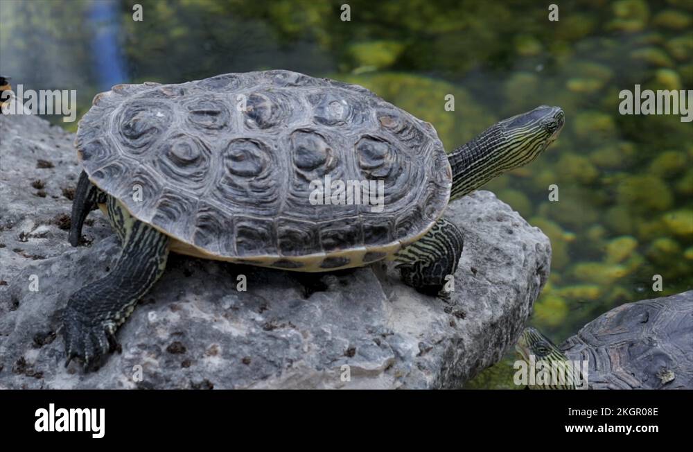 Reptiles in the sun Stock Videos & Footage - HD and 4K Video Clips - Alamy
