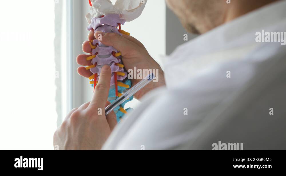 Man doctor is explaining the structure of the spine using spine model ...