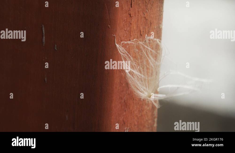 Fluffy seed floating Stock Videos & Footage - HD and 4K Video Clips - Alamy