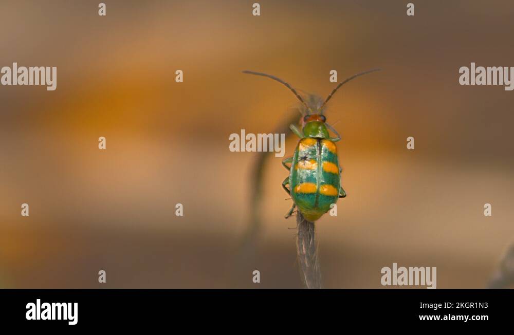 Washing beetle Stock Videos & Footage - HD and 4K Video Clips - Alamy