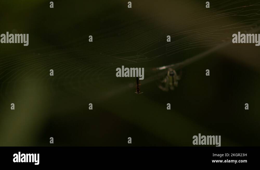 Prey caught in a spiders web, the spider prepares itself in the ...