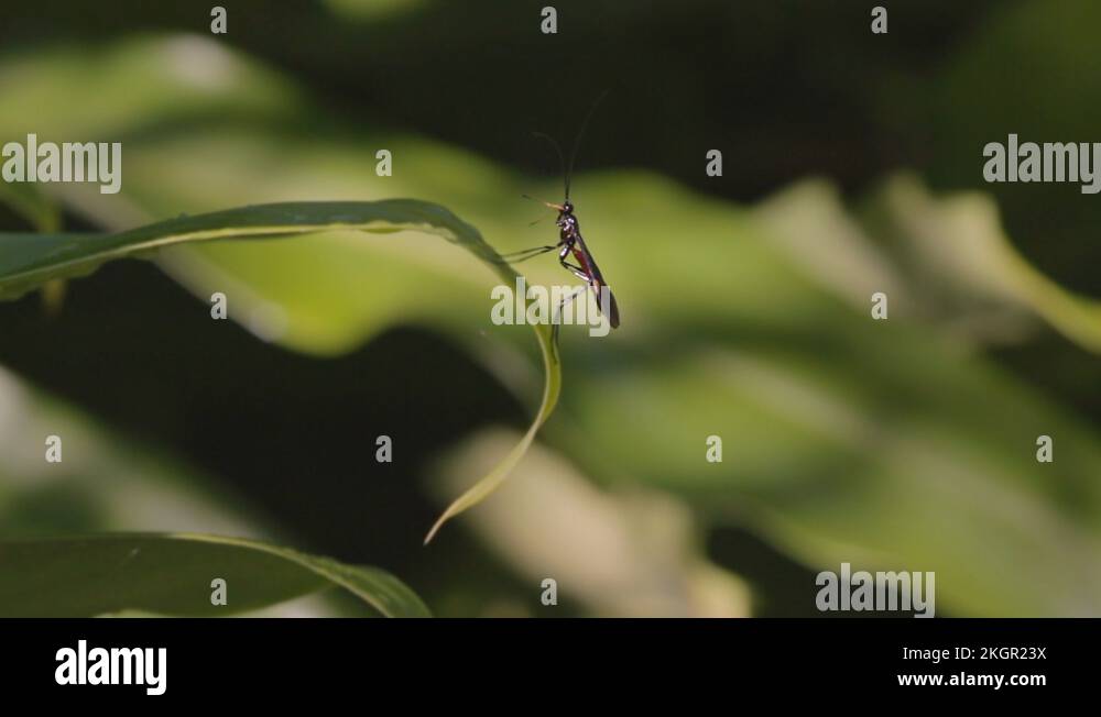 Insect profile Stock Videos & Footage - HD and 4K Video Clips - Alamy
