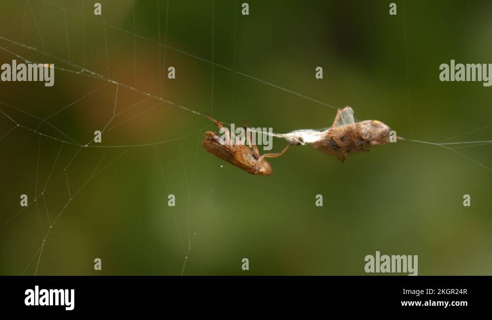 A spider next to its prey wrapped in silk on hanging on the web Stock ...