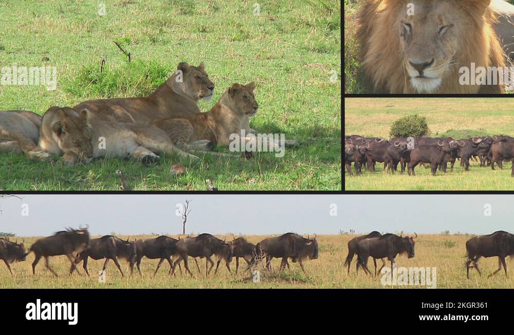 Predator with prey Stock Videos & Footage - HD and 4K Video Clips - Alamy