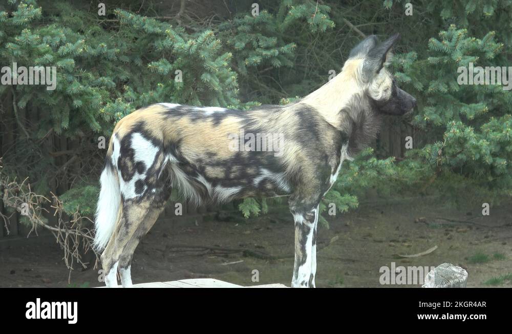 Lycaon pictus portrait Stock Videos & Footage - HD and 4K Video Clips ...
