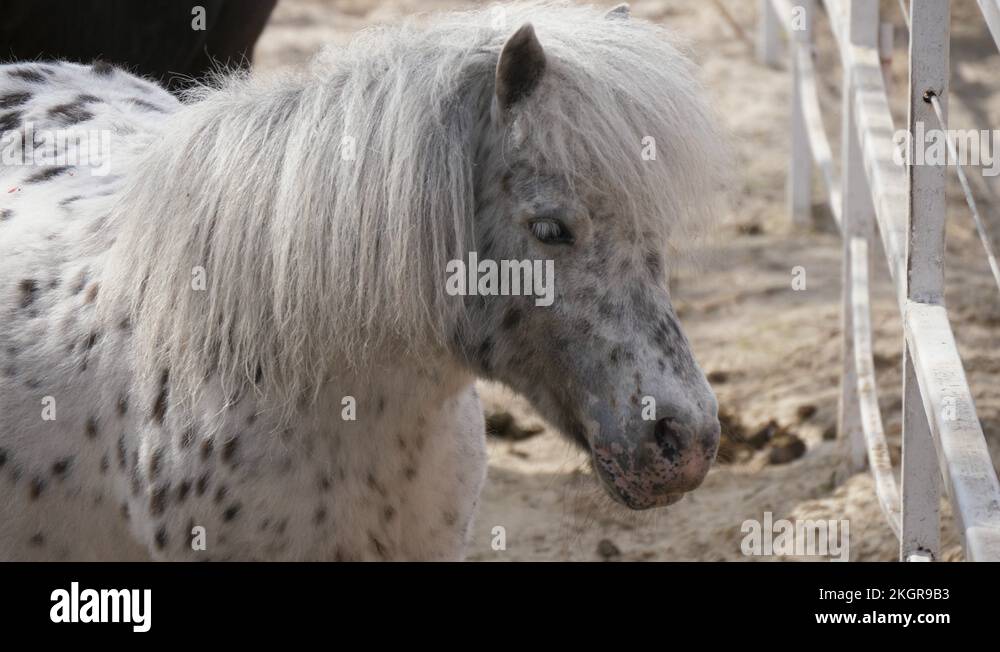 White fetlock Stock Videos & Footage - HD and 4K Video Clips - Alamy