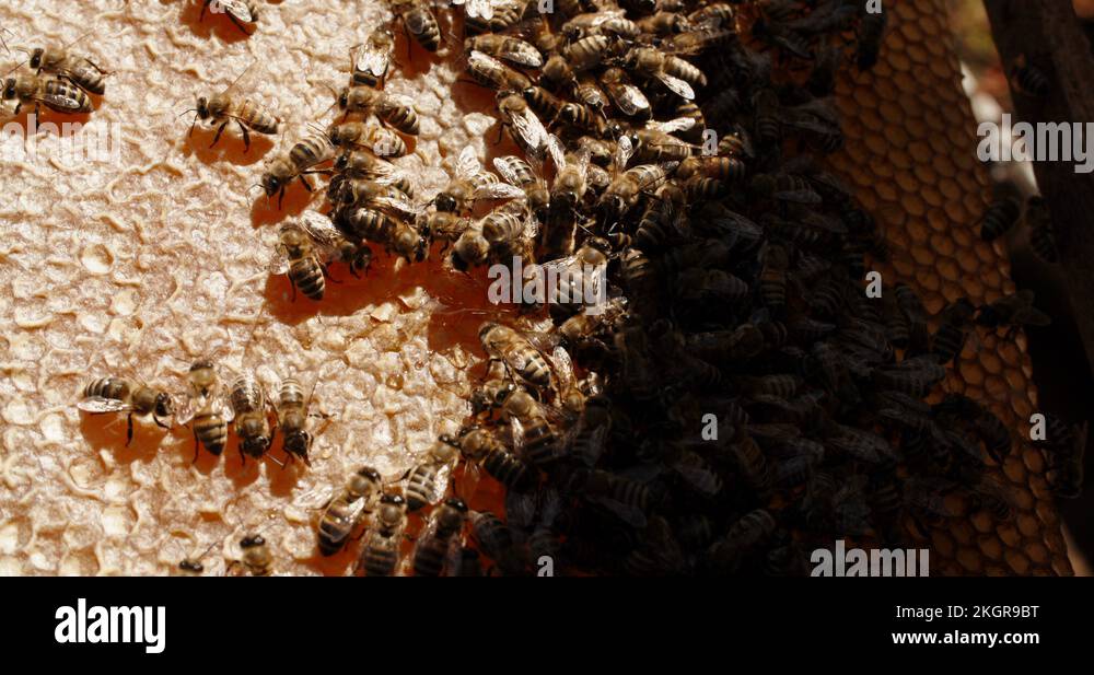 Lots of bumble bees crowding on a honeycomb, filling cells with honey ...