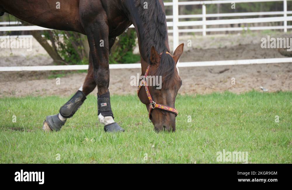 Brown mare with the bandage on legs grazing green grass in spring in ...
