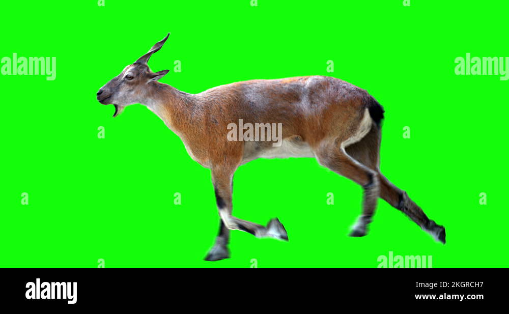 Female markhor Stock Videos & Footage - HD and 4K Video Clips - Alamy