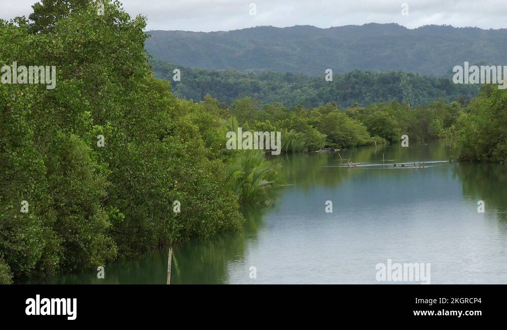 Mangrover trees along a river on Panay island in Philippines Stock ...