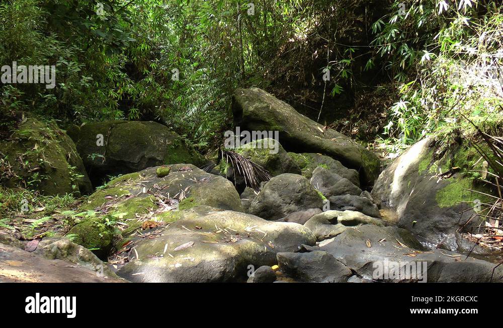 River in the forest dries out during dry season in the Philippines ...