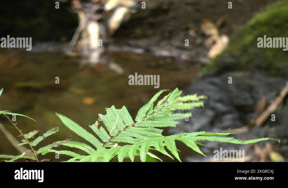 Fern leaf hanging over a small stream in the Philippines Stock Video ...