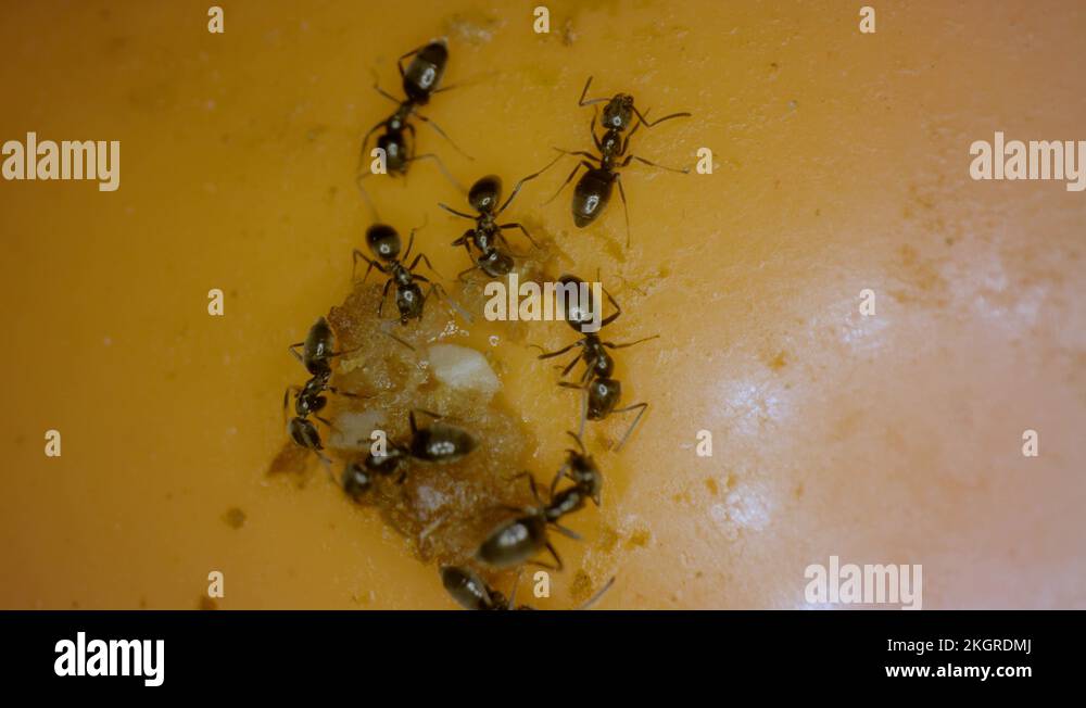 Macro photography insects Stock Videos & Footage - HD and 4K Video ...