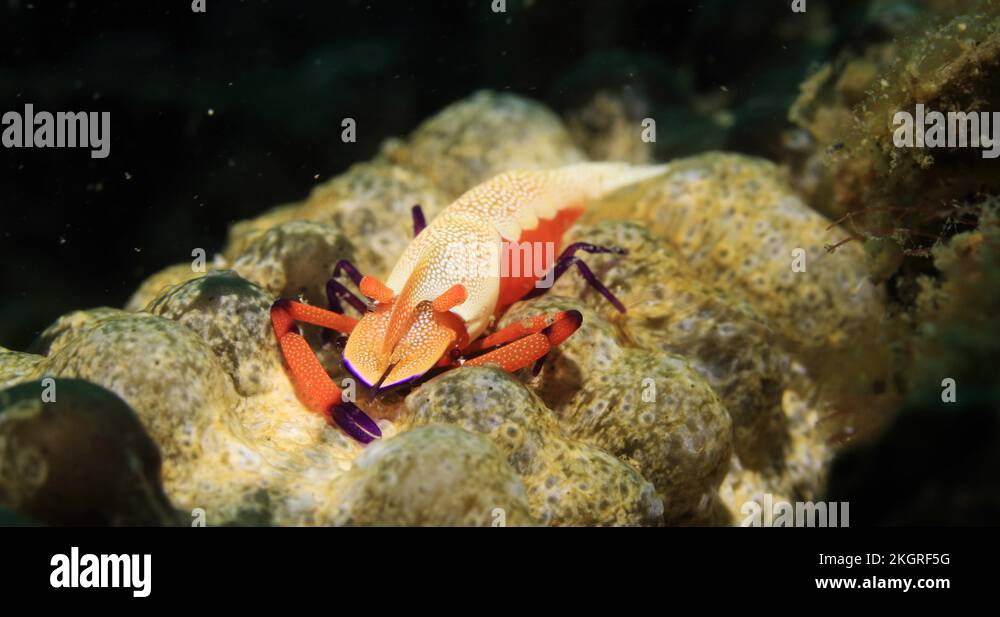 Emperor Shrimp (Periclimenes imperator) Underwater in the Ambon ...