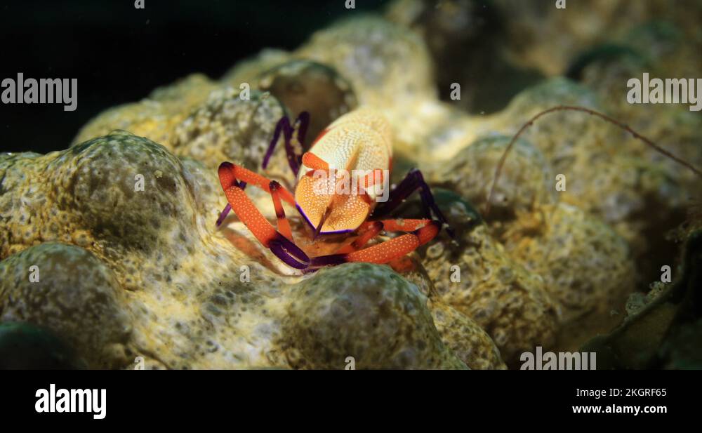 Emperor Shrimp (Periclimenes imperator) Underwater in the Ambon ...