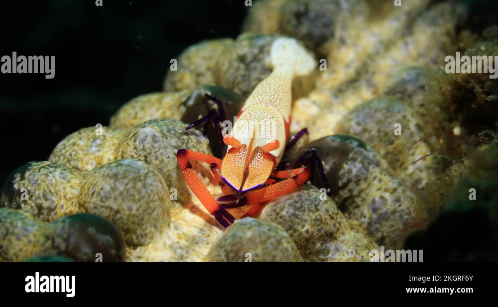 Emperor Shrimp (Periclimenes imperator) Underwater in the Ambon ...