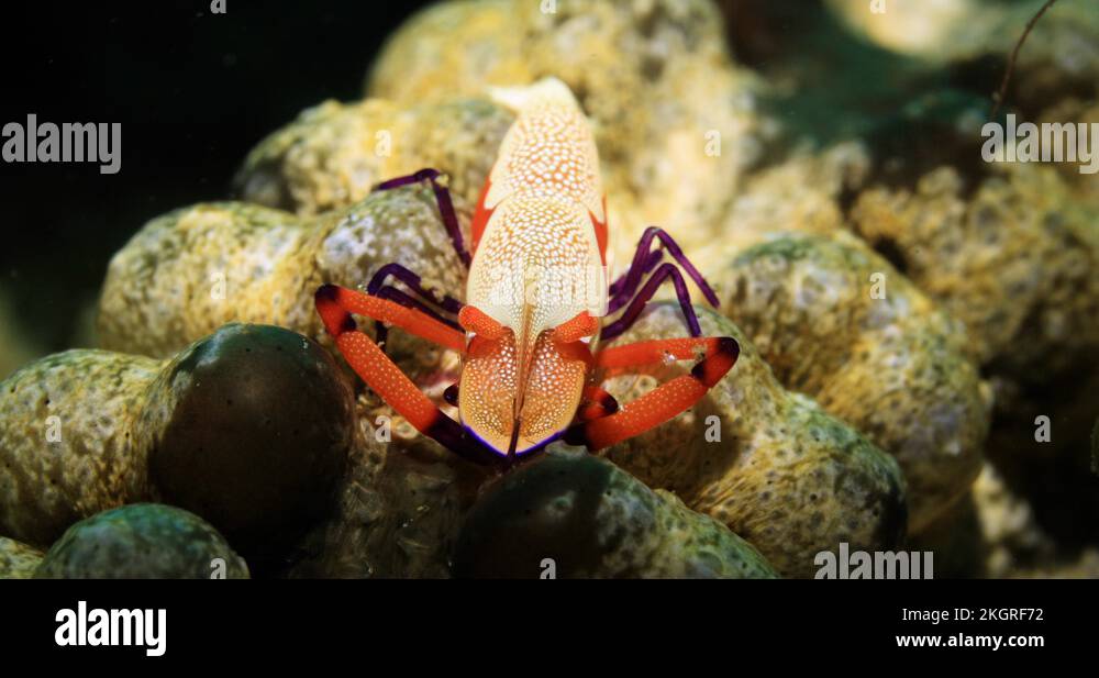 Emperor Shrimp (Periclimenes imperator) Underwater in the Ambon ...