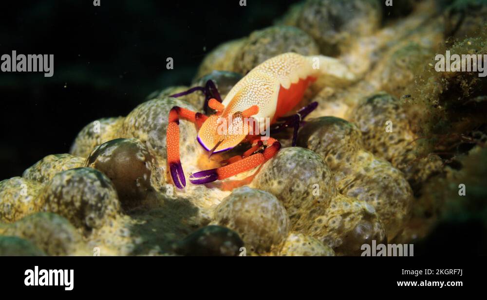 Emperor Shrimp (Periclimenes imperator) Underwater in the Ambon ...