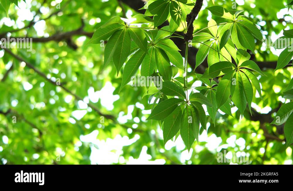 Green leaf background nature Stock Videos & Footage - HD and 4K Video ...