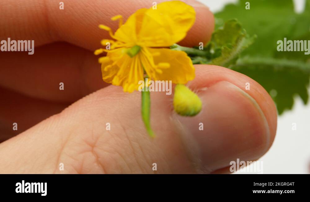 Flower warts Stock Videos & Footage - HD and 4K Video Clips - Alamy