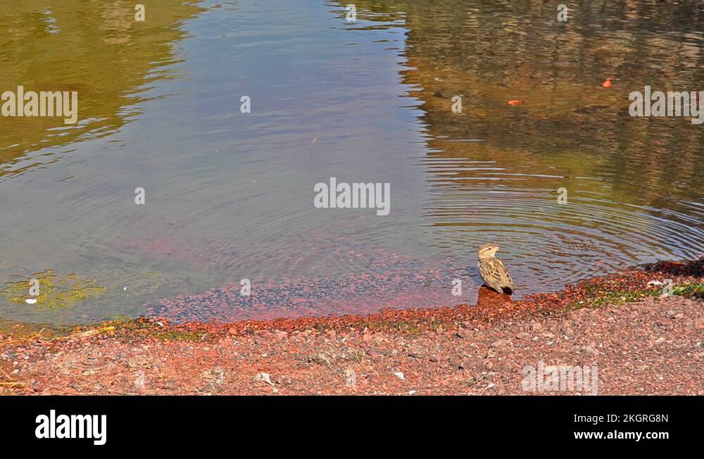 Washing bird Stock Videos & Footage - HD and 4K Video Clips - Alamy