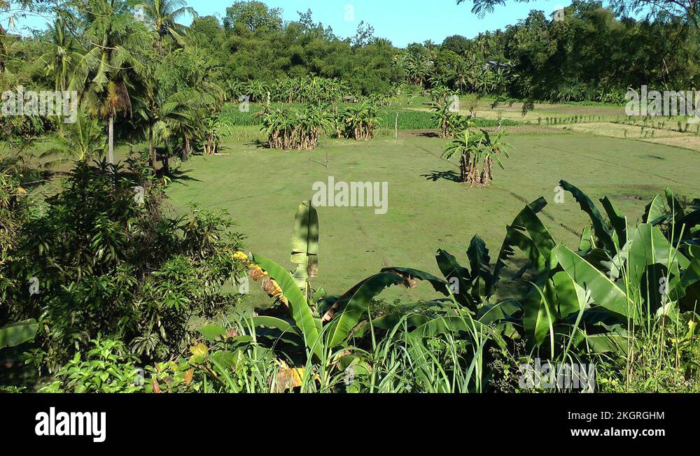 Banana farming philippines Stock Videos & Footage - HD and 4K Video ...
