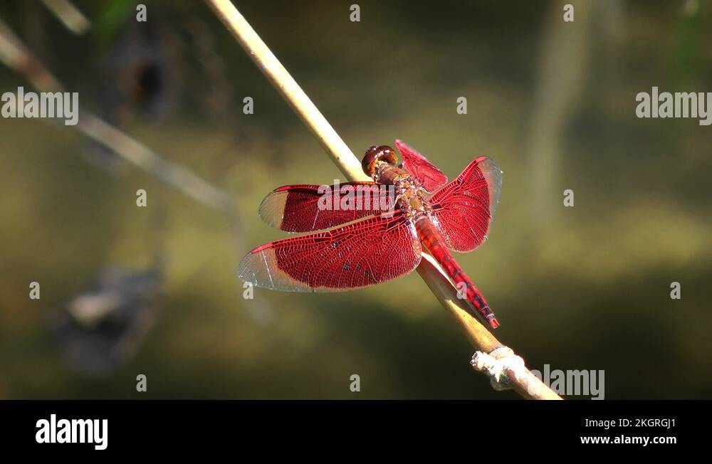 Neurothemis Stock Videos & Footage - HD and 4K Video Clips - Alamy