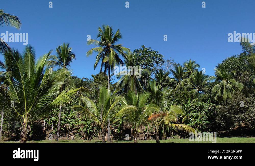 Philippines coconut farm Stock Videos & Footage - HD and 4K Video Clips ...