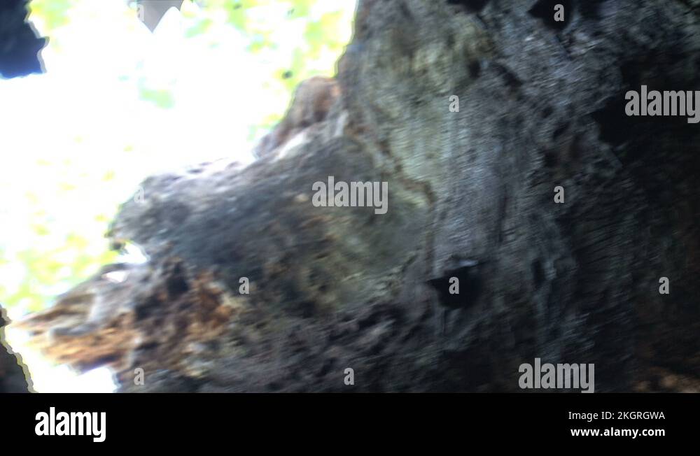 Do not touch bats Stock Videos & Footage - HD and 4K Video Clips - Alamy