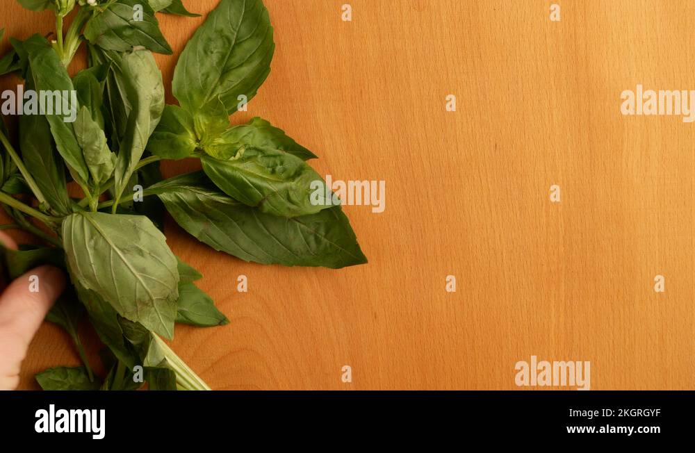 Basil fresh leaves stem herb Stock Videos & Footage - HD and 4K Video ...