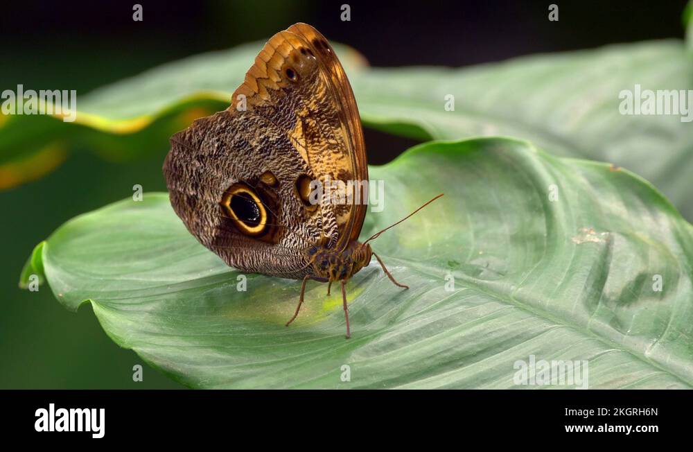 Caligo owl butterfly Stock Videos & Footage - HD and 4K Video Clips - Alamy
