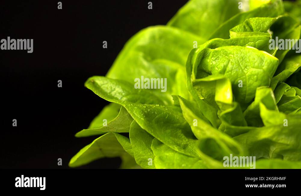 Lettuce Stock Videos & Footage - HD and 4K Video Clips - Alamy