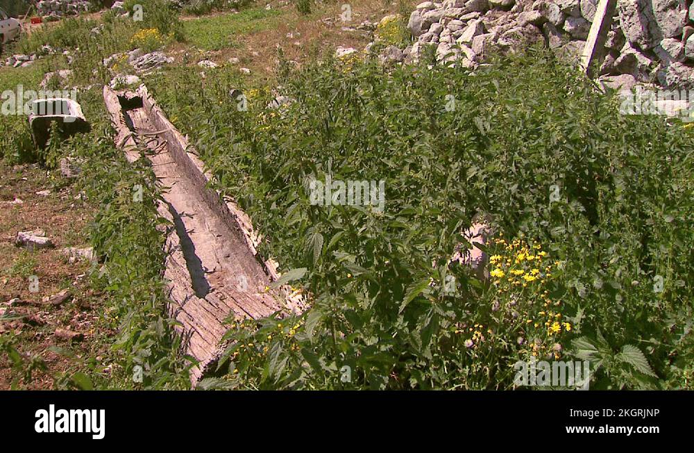 Old wooden trough and nettles. Wooden trough where domestic animals ...