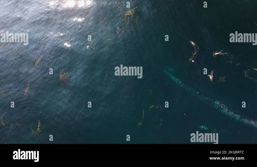 humpback whales making bubble net swimming through kelp bed sea lions ...