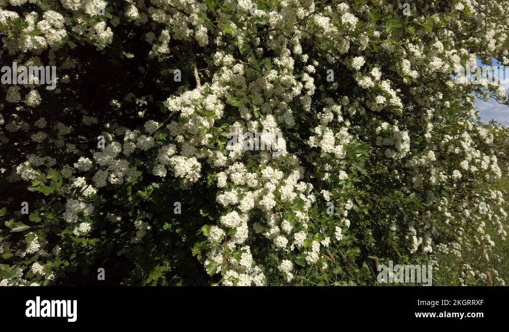 Hawthorn crataegus common hawthorn crataegus Stock Videos & Footage ...