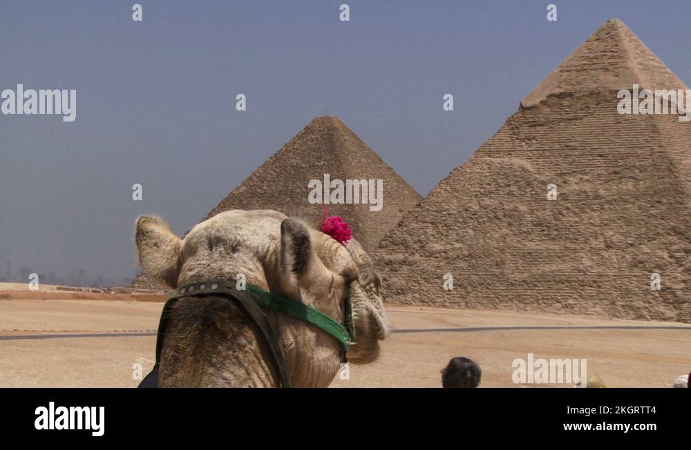 Animal pyramid Stock Videos & Footage - HD and 4K Video Clips - Alamy