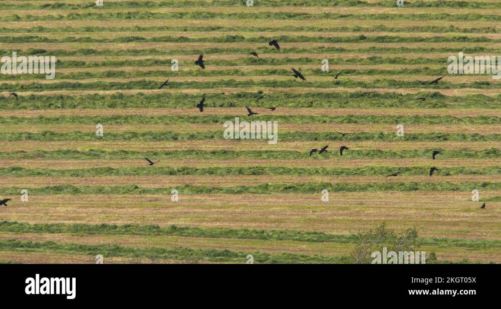 Crows flying over fresh cut rows of farm grass field tractor combine ...