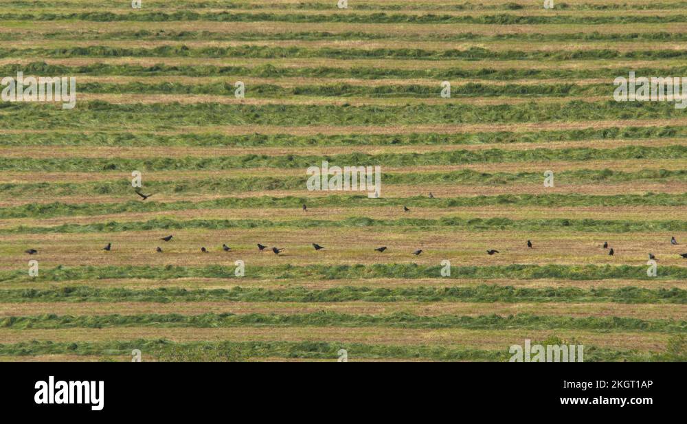 Crows rooks ravens jackdaw flock over fresh cut rows farm grass field ...