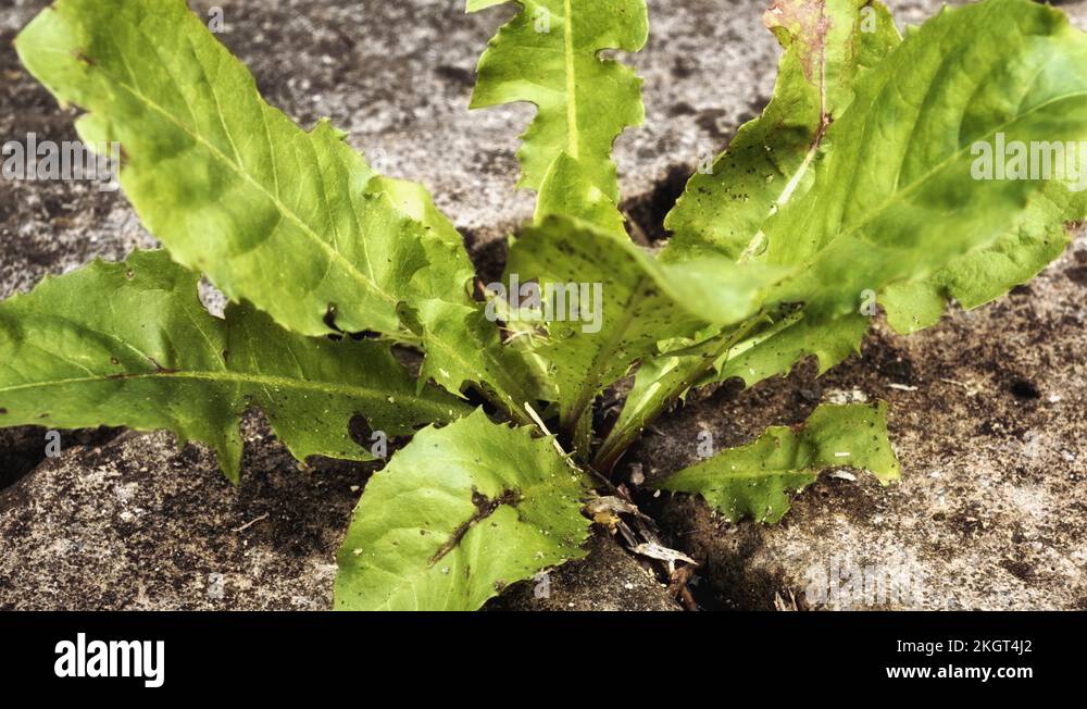 Weeds growing through stone Stock Videos & Footage - HD and 4K Video ...