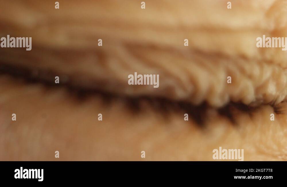 Eyelid with blood vessels veins Stock Videos & Footage - HD and 4K ...