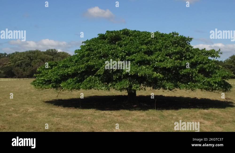 Guanacaste tree Stock Videos & Footage - HD and 4K Video Clips - Alamy