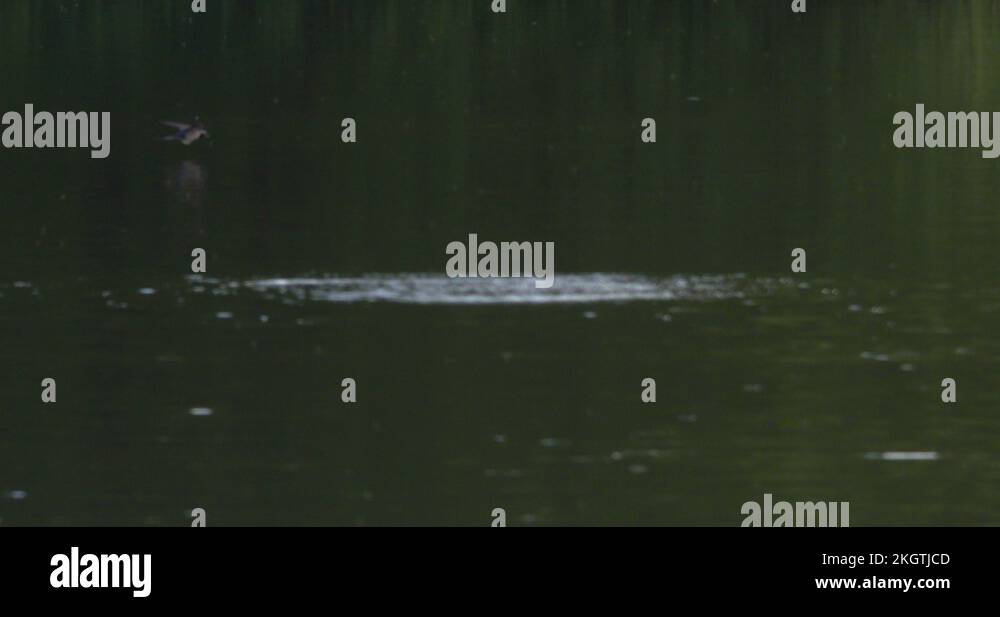 Swift insects Stock Videos & Footage - HD and 4K Video Clips - Alamy