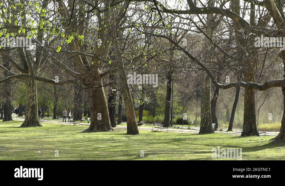 Sycamore trees Stock Videos & Footage - HD and 4K Video Clips - Alamy